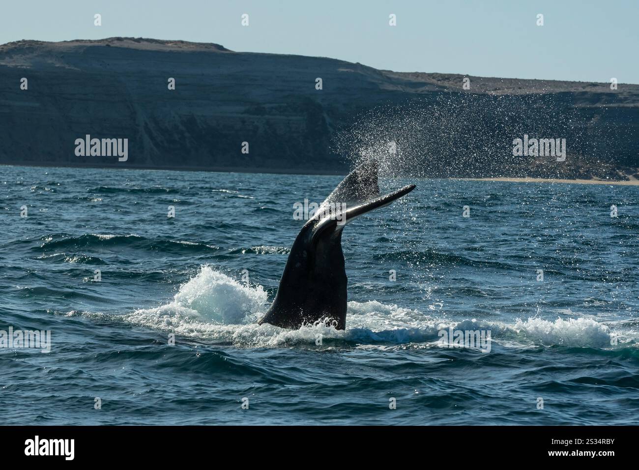 Sohutern right whale tail lobtailing, endangered species, Patagonia ...