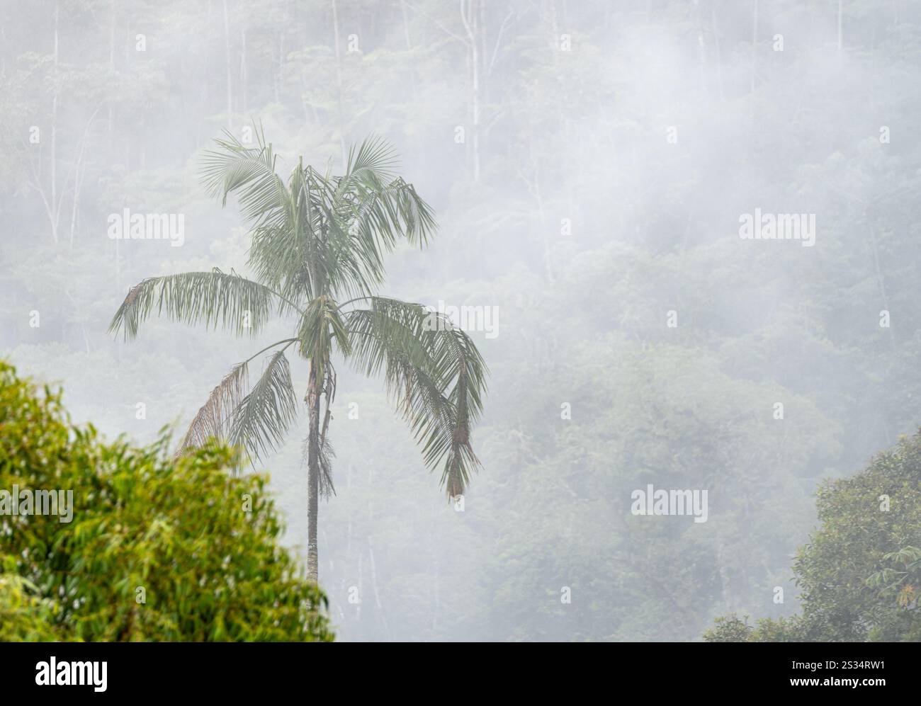 Palm tree in the midst of tropical forest mist Stock Photo - Alamy