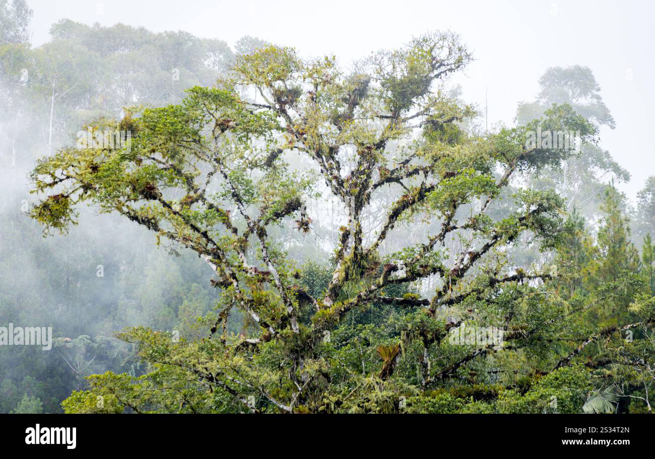 Tropical tree full of leaves in a Peruvian forest with mist Stock Photo ...