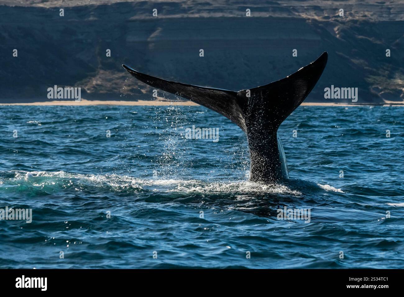 Sohutern right whale tail lobtailing, endangered species, Patagonia ...