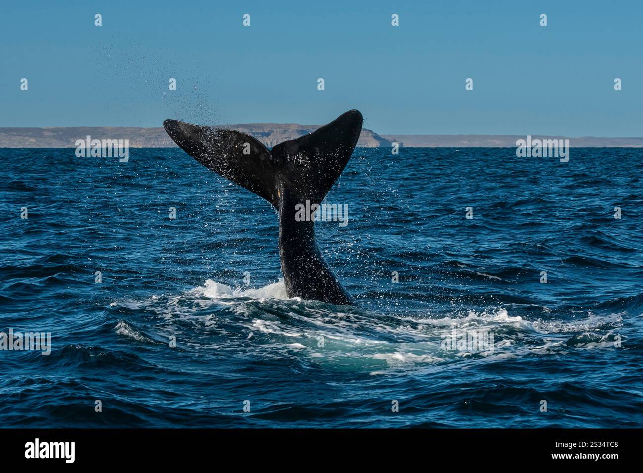 Sohutern right whale tail lobtailing, endangered species, Patagonia ...