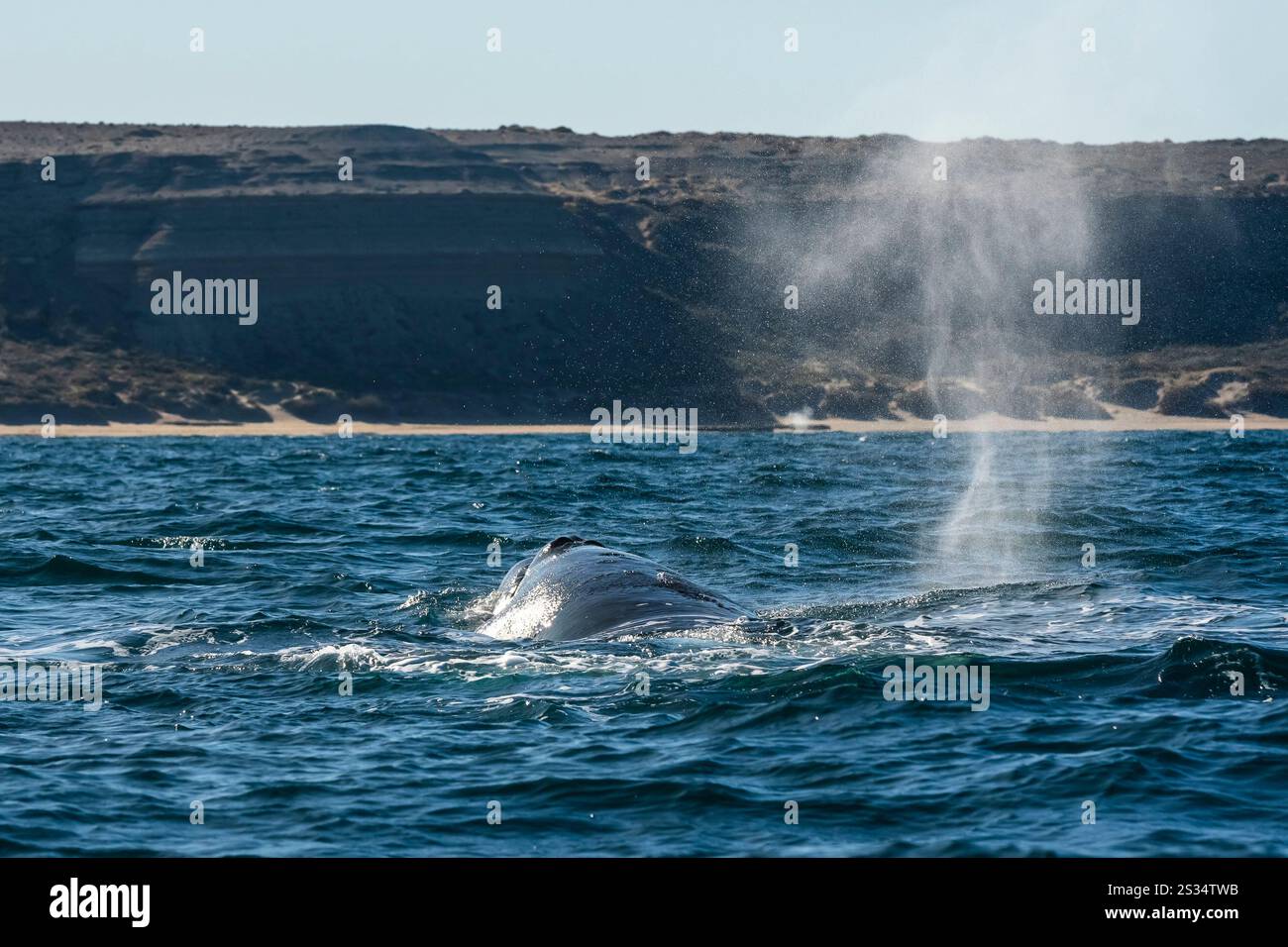 Sohutern right whale tail lobtailing, endangered species, Patagonia ...