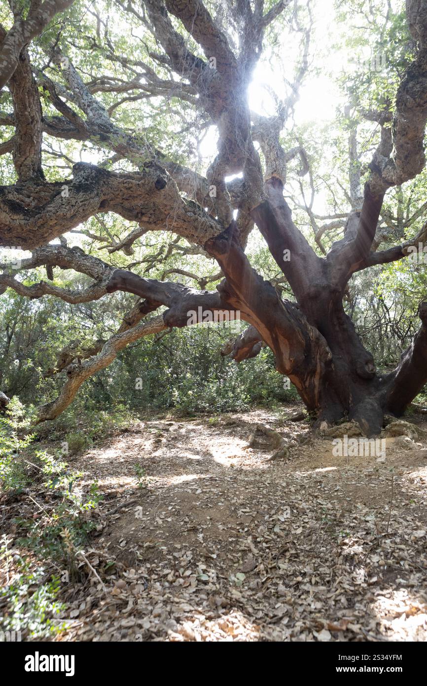 Sunlit Ancient Tree with Sprawling Branches Stock Photo - Alamy