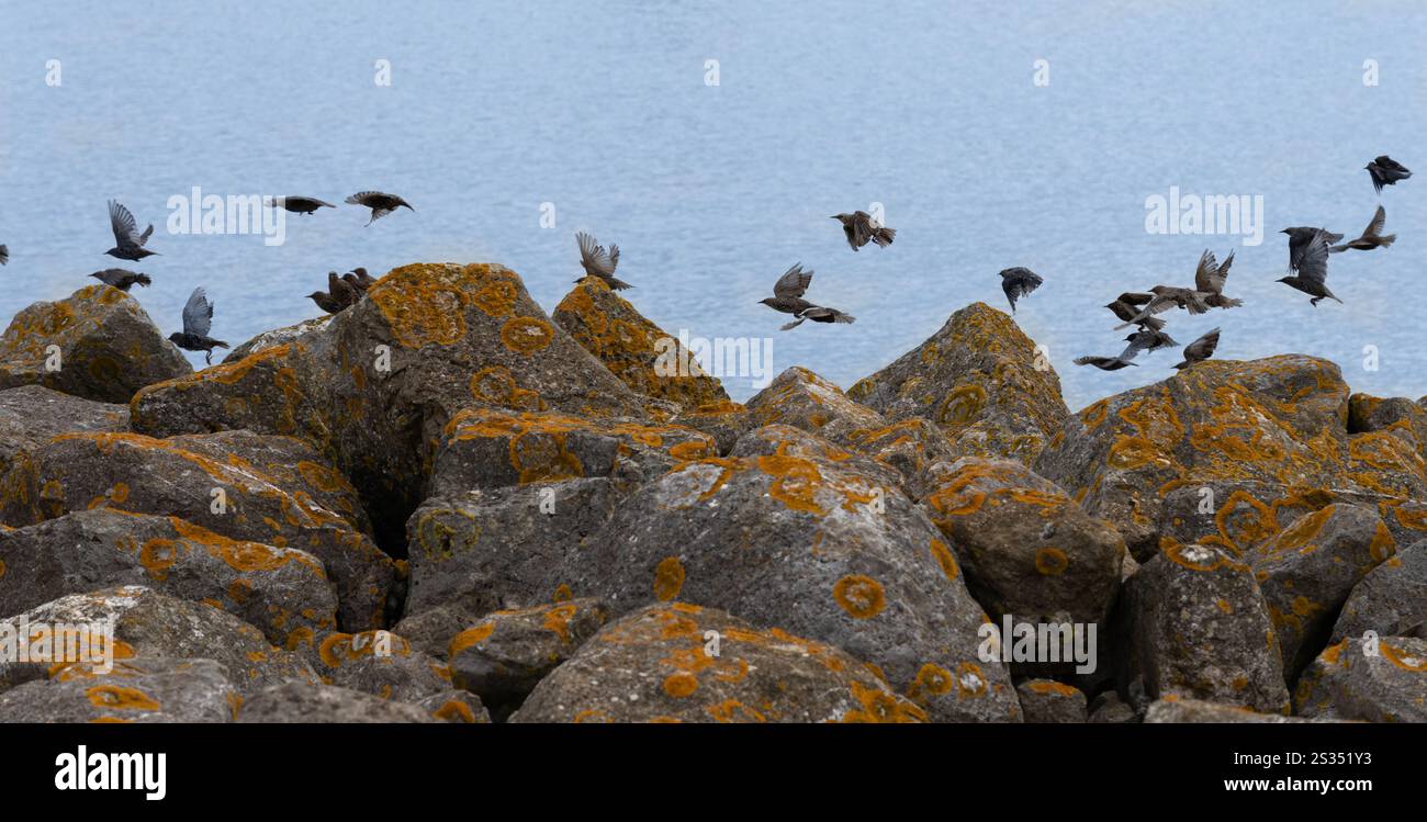 Flock of starling birds fly in to land on rocky edge of The Barrage on ...