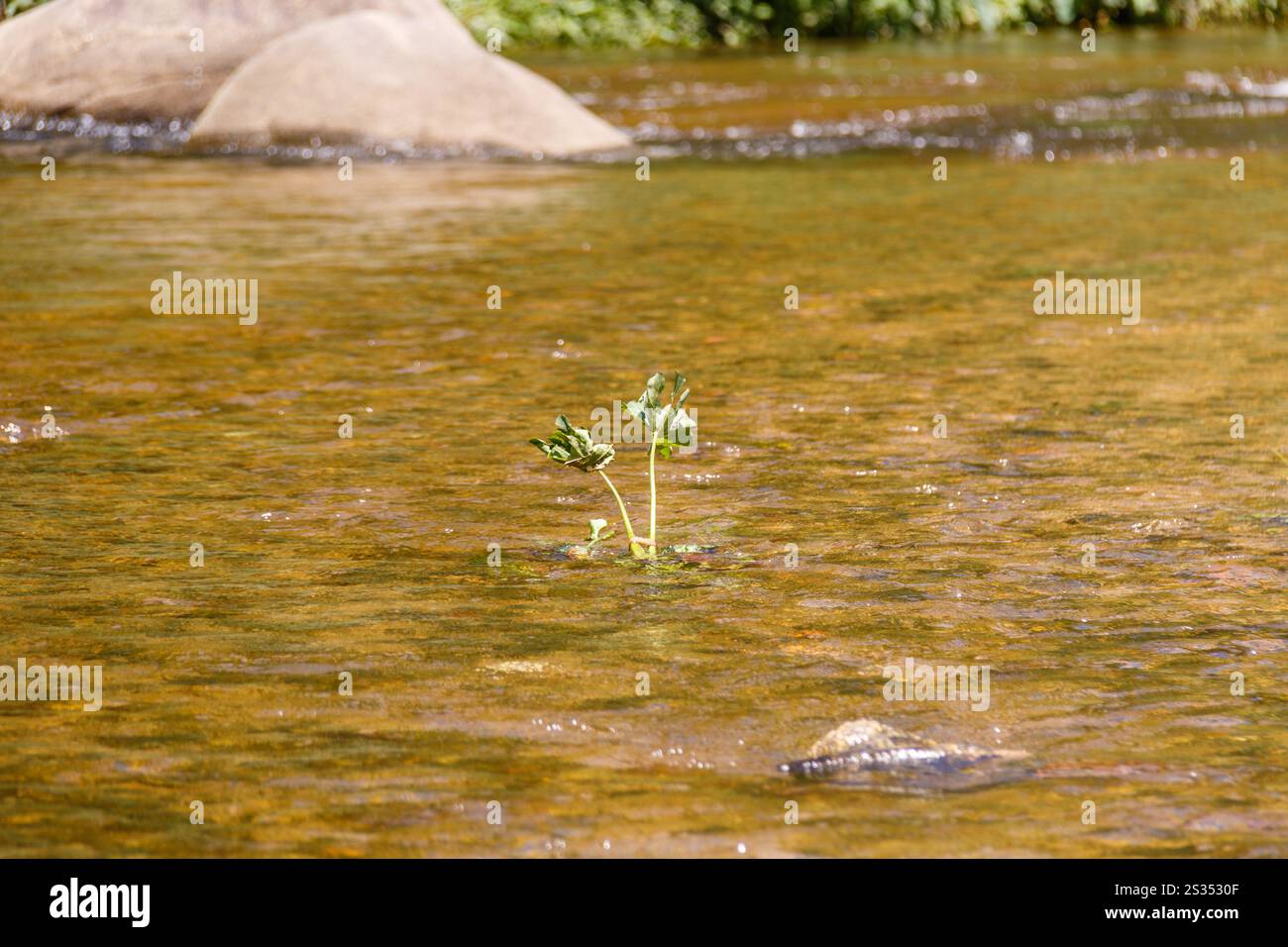 Aerial view river paraty hi-res stock photography and images - Alamy