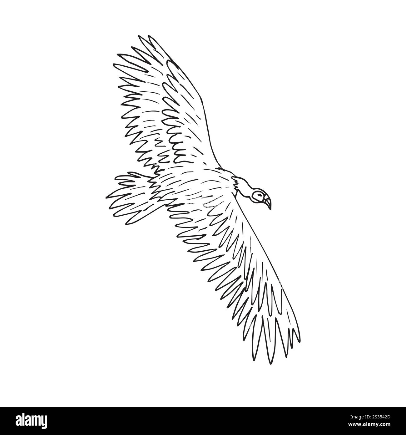 Vector hand drawn doodle sketch flying griffon vulture bird isolated on white background Stock ...