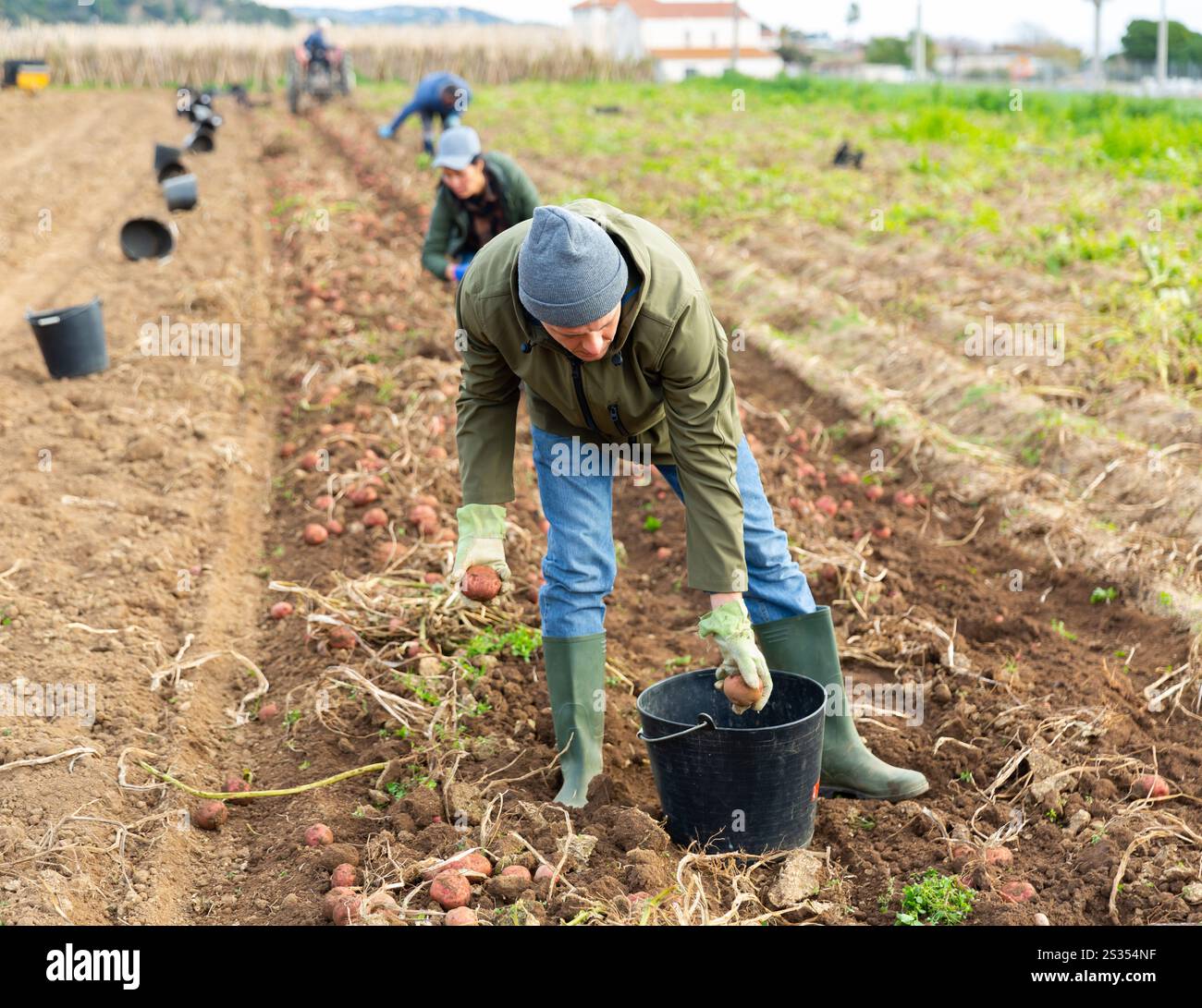 Man working on farmer field, picking early potatoes Stock Photo - Alamy
