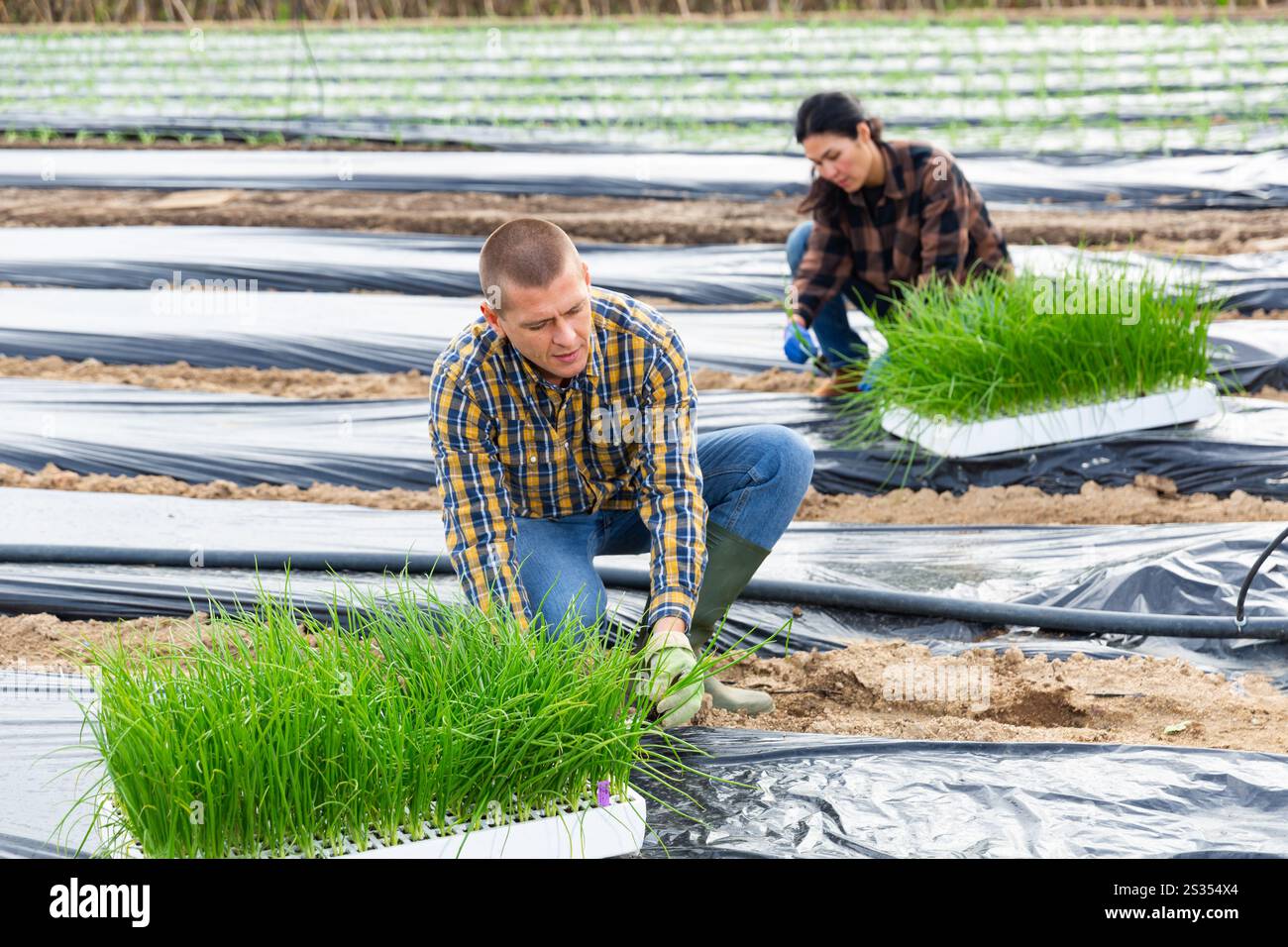 Male gardener planting seedlings of garlic at a farm Stock Photo - Alamy