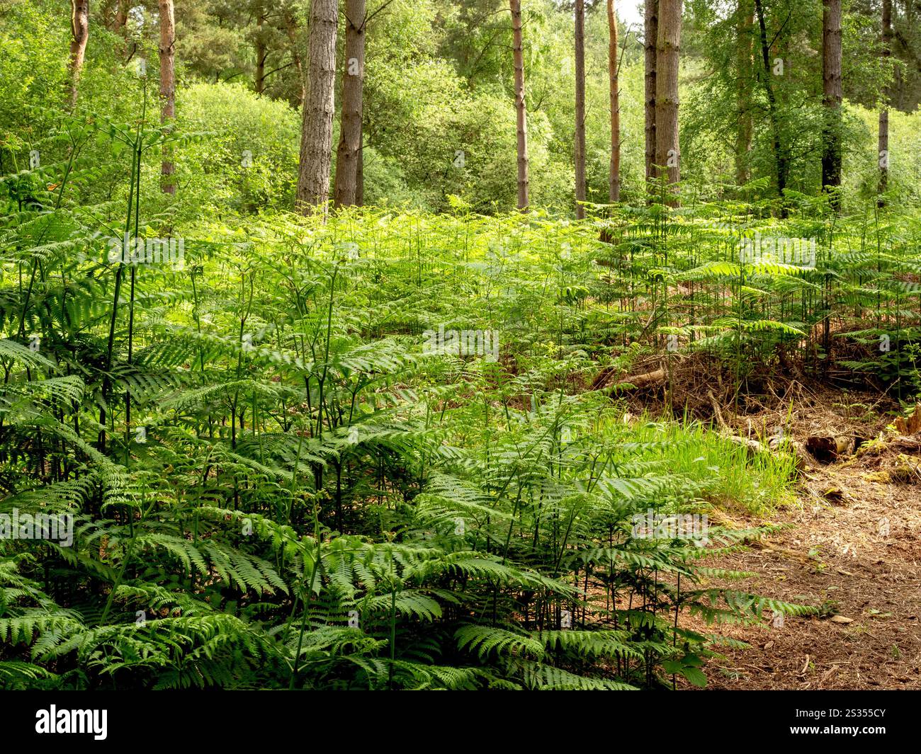 Green bracken growing among trees in a wood Stock Photo - Alamy