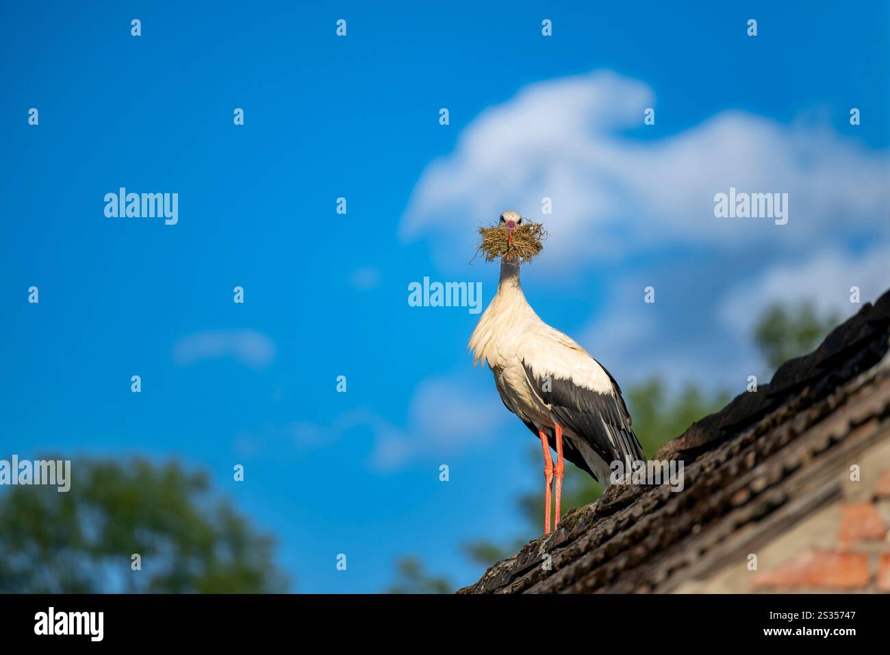 White stork, stork with nesting material on barn roof, stork village ...
