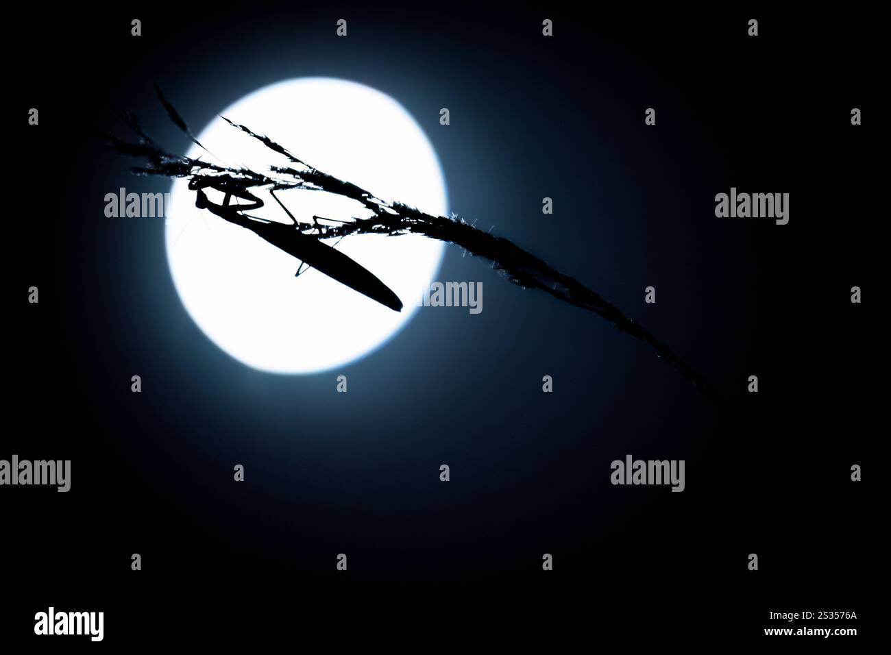 Insect silhouette, paper cut praying mantis on blade of grass in front ...