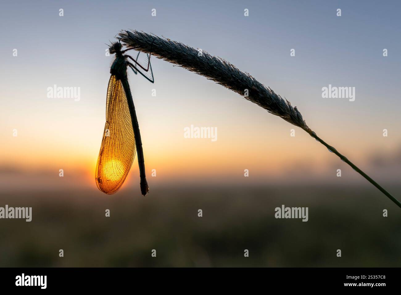 Insect dragonfly on blade of grass in wet meadow, grassland, sunrise ...