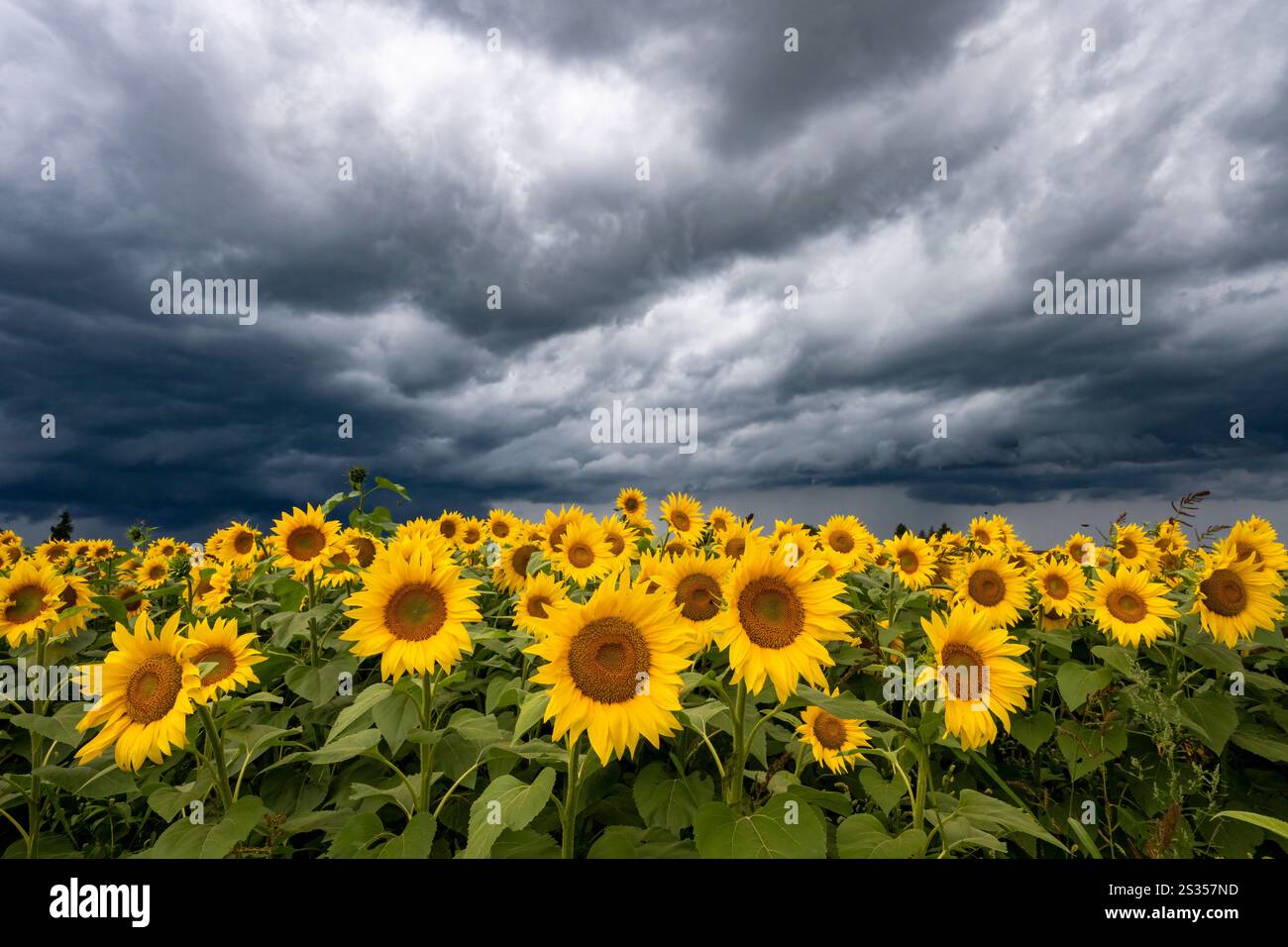 Sunflower field in front of dramatic cloud front, storm, stormy weather ...