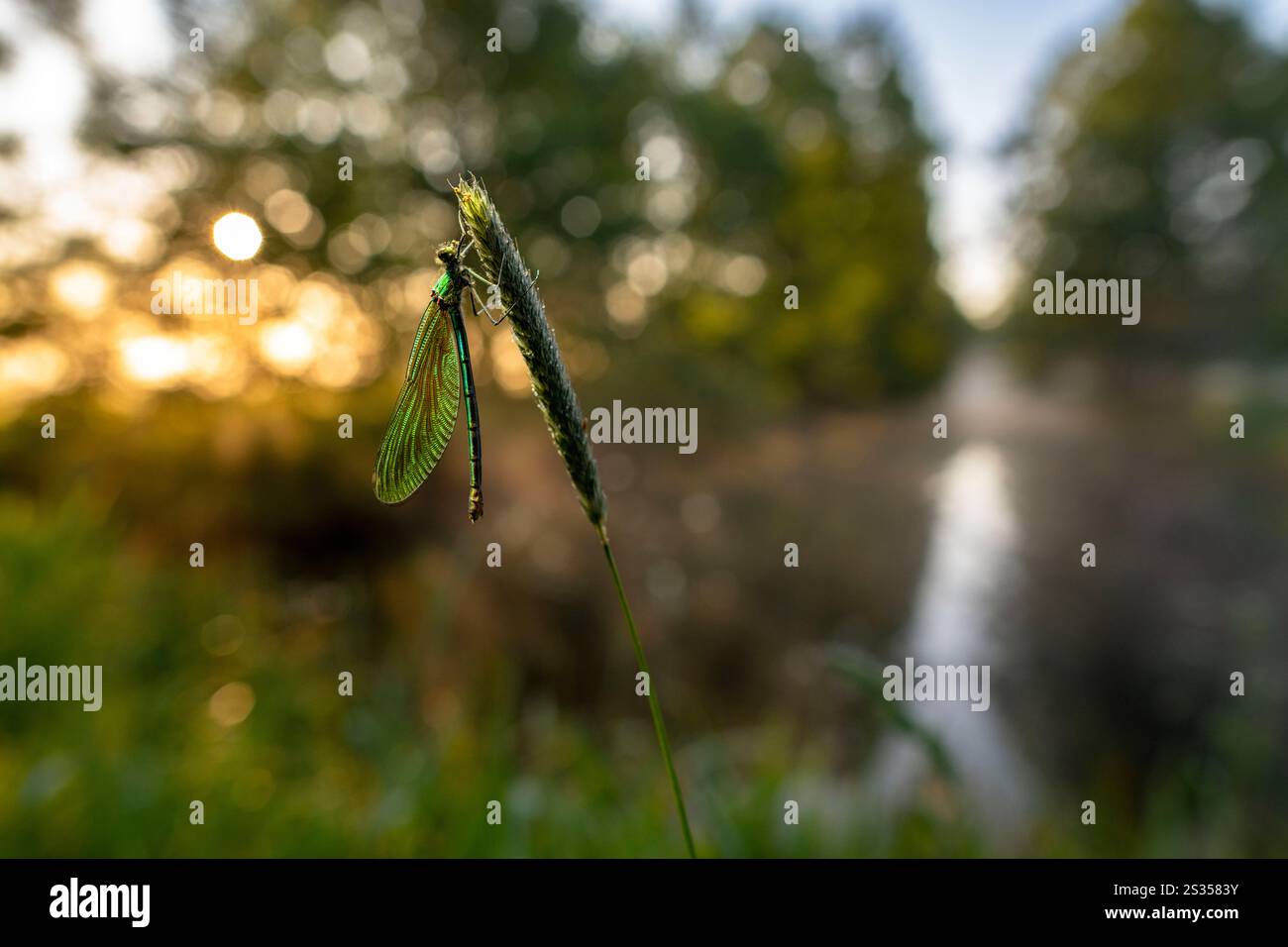 Insect dragonfly on blade of grass on river bank, river, bank, river ...