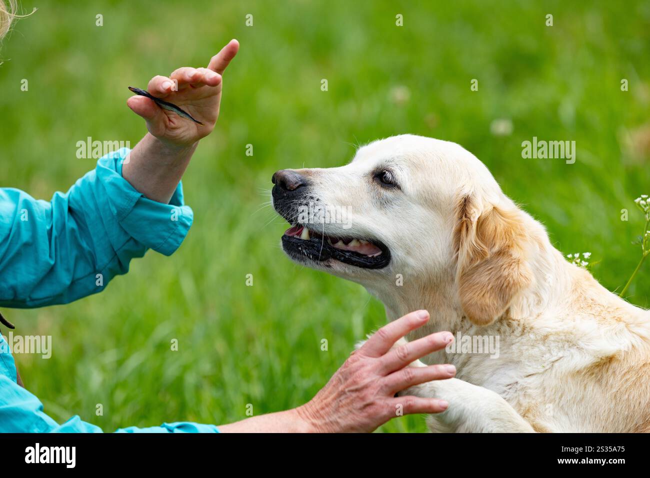Portrait from beautiful golden retriever get feed with dry fish on ...