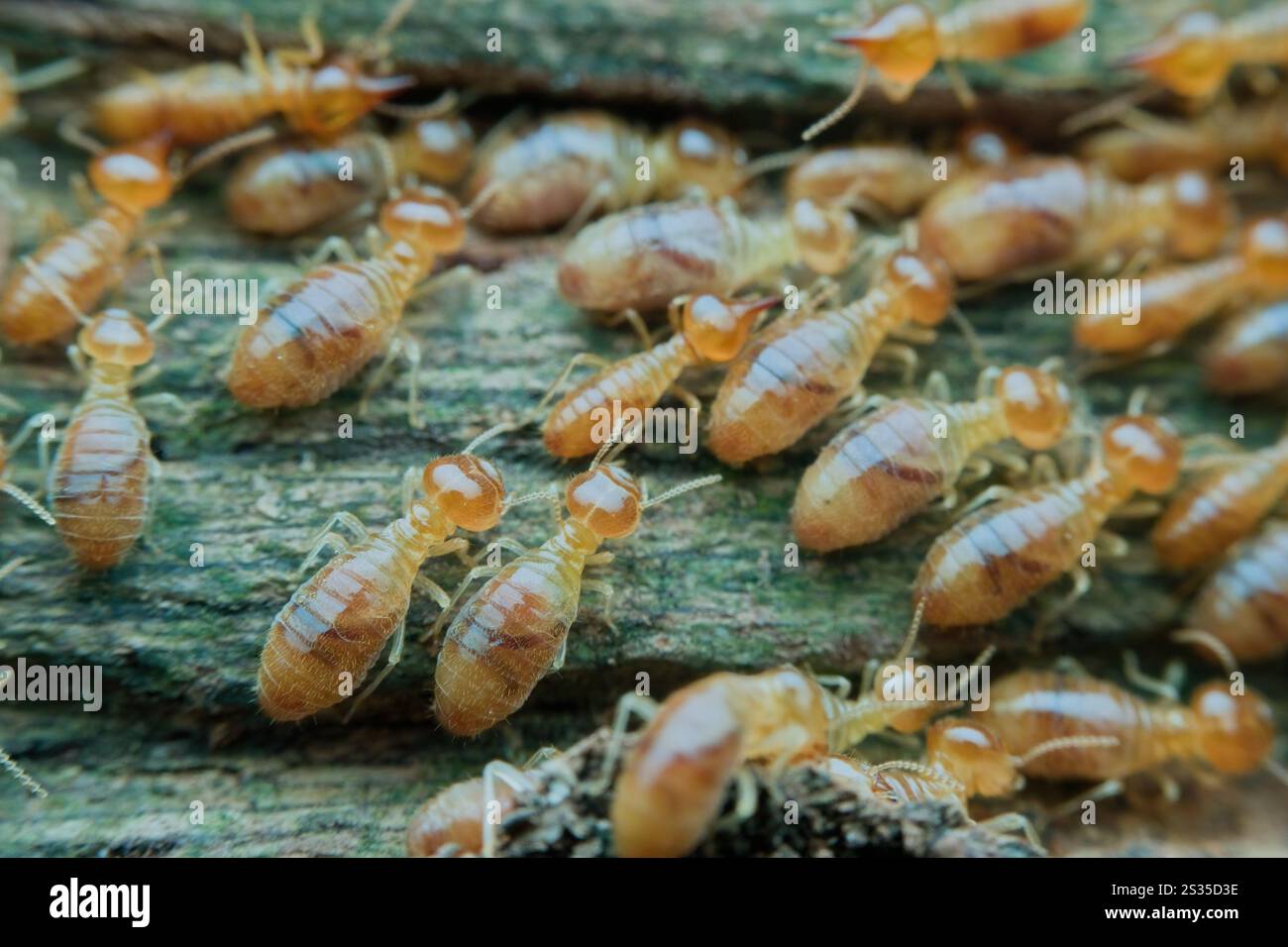 Termite colony on the rotten wood Stock Photo - Alamy