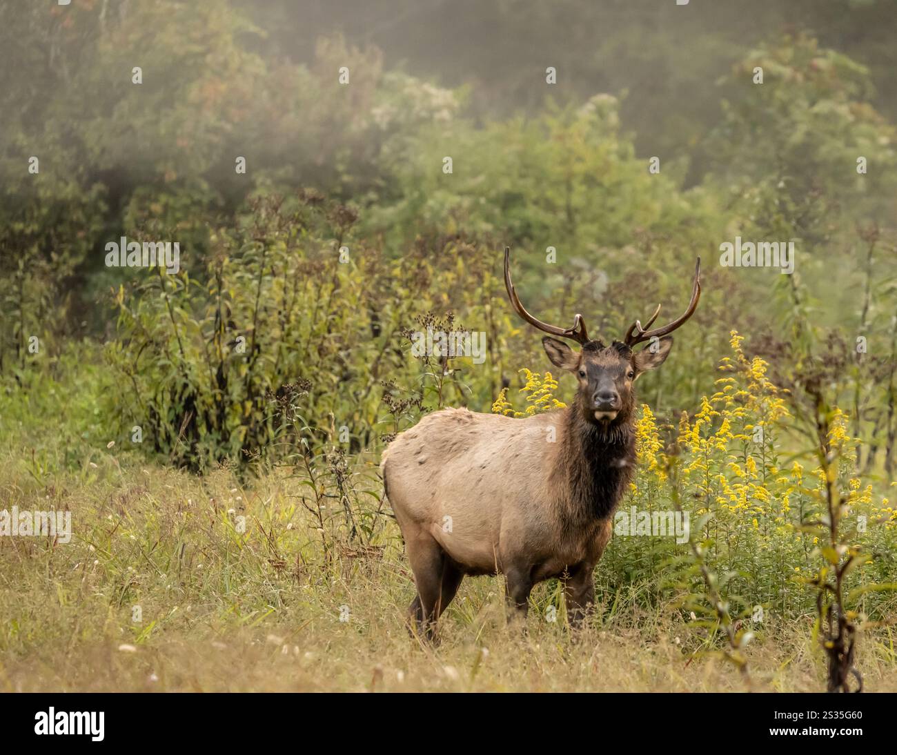 Two Year Old Elk Pauses In Tall Grass in the Smokies Stock Photo - Alamy