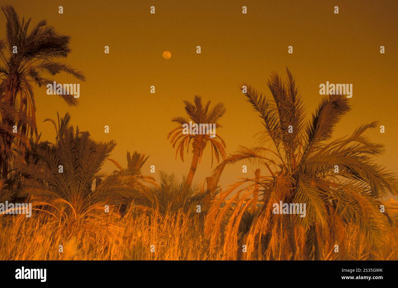 the Landscape and nature of the Salt Lake and Lake Siwa at the old ...