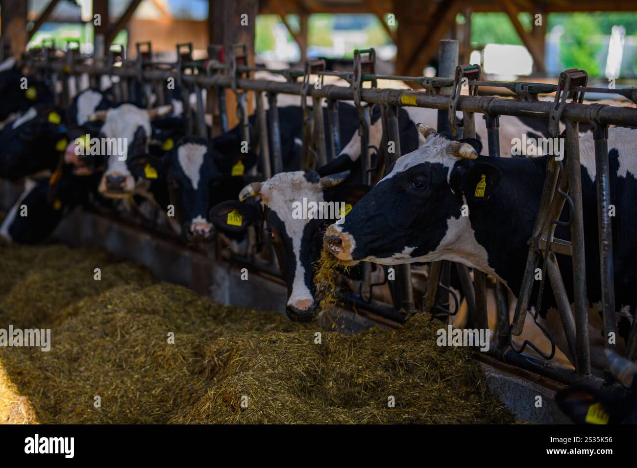 Cow at dairy milk farm. Cow on farm. Animal husbandry. Cow factory. Cow ...