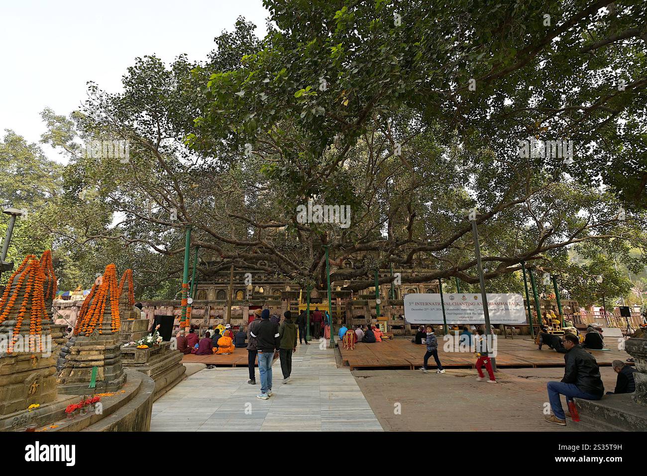 The branches of the sacred Bodhi Tree, under which Gautama Buddha was ...