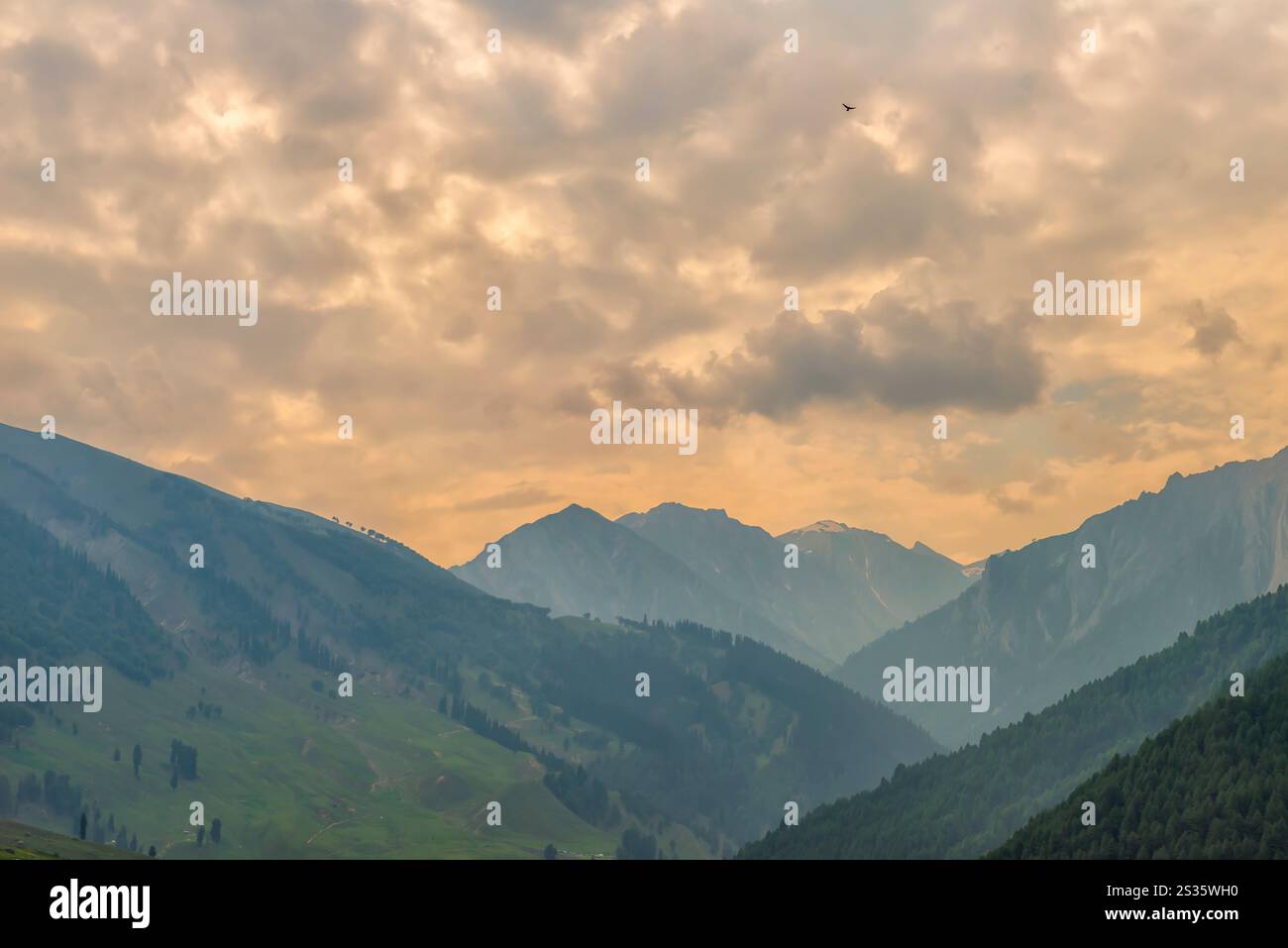 An eagle soars high above the himalayan mountains of Sonmarg ...