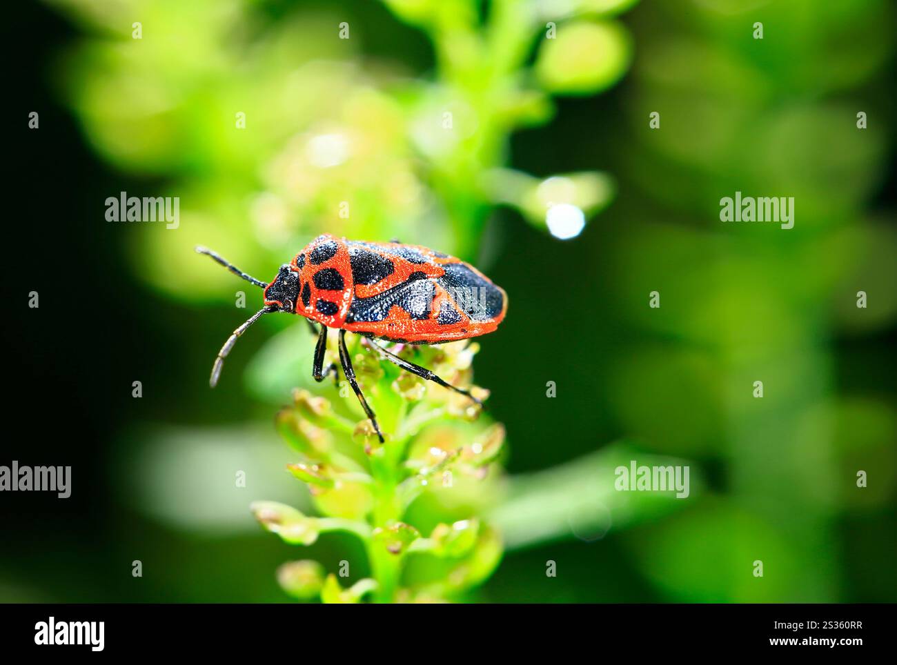 Bug families hi-res stock photography and images - Alamy