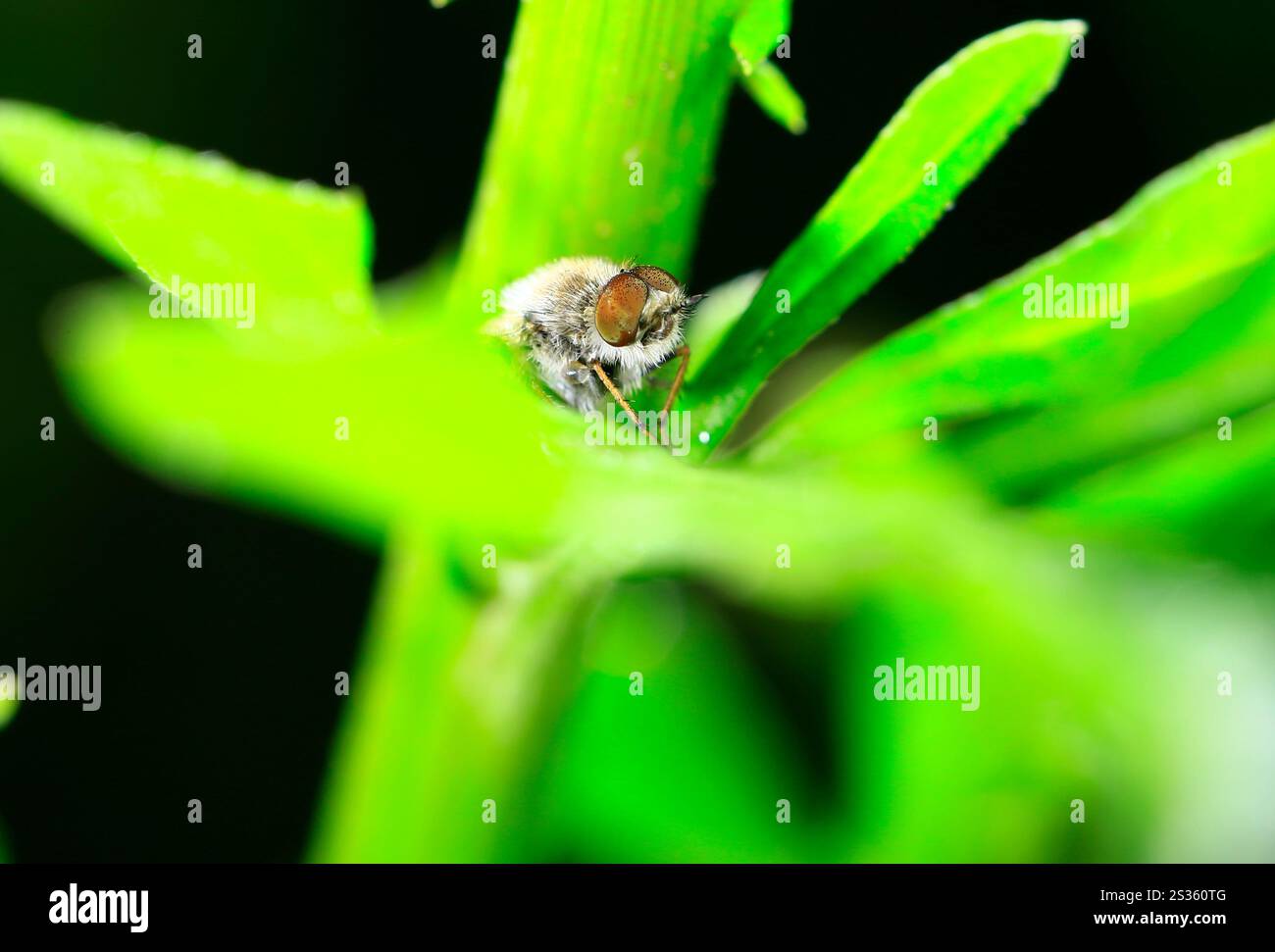 The gadfly, taken in the wild Stock Photo - Alamy