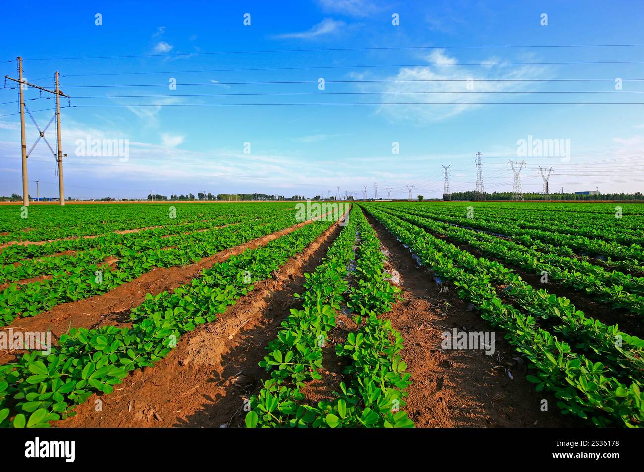 Rows of peanut fields Stock Photo - Alamy
