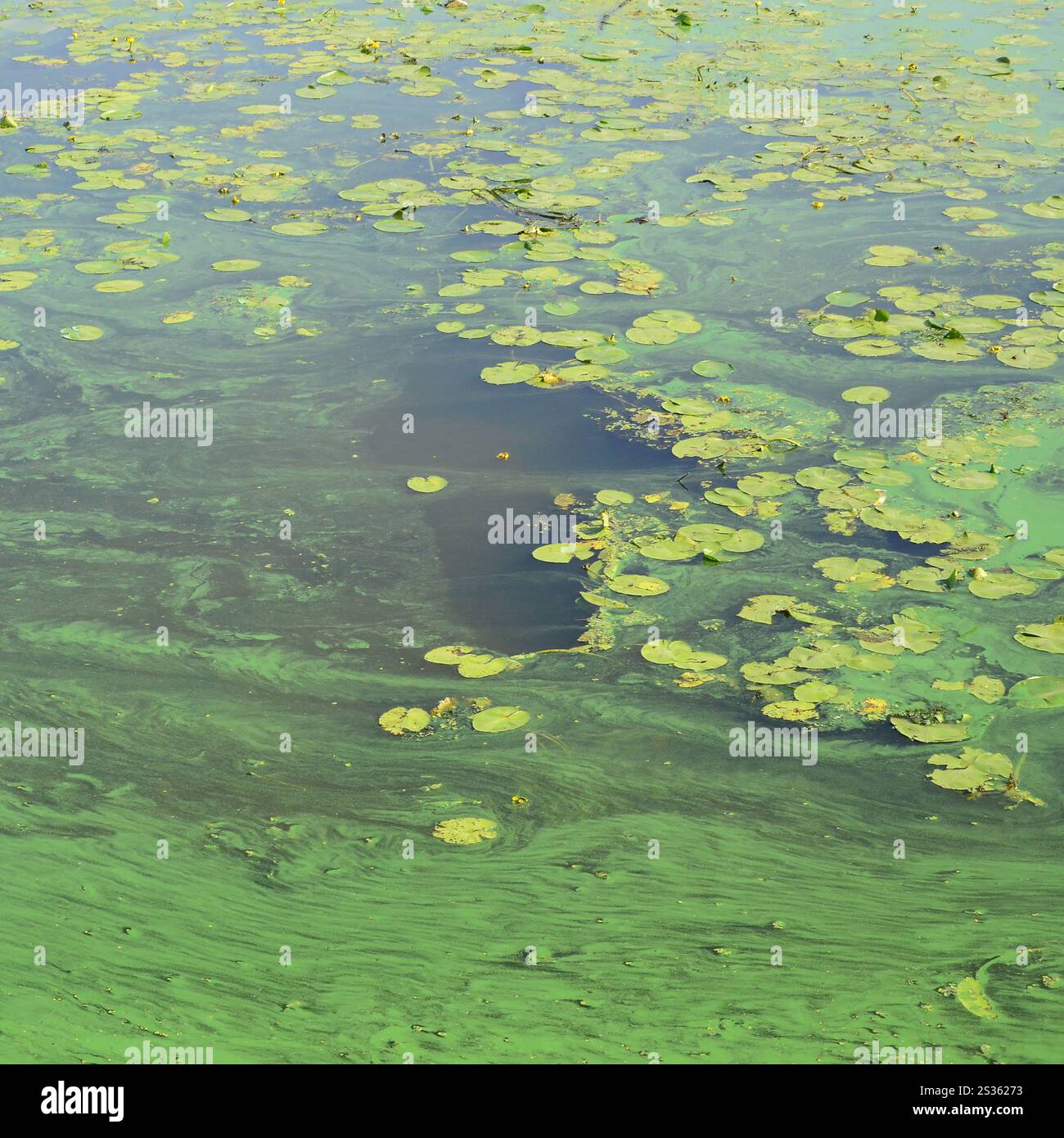 The surface of an old swamp covered with duckweed and lily leaves. Many ...