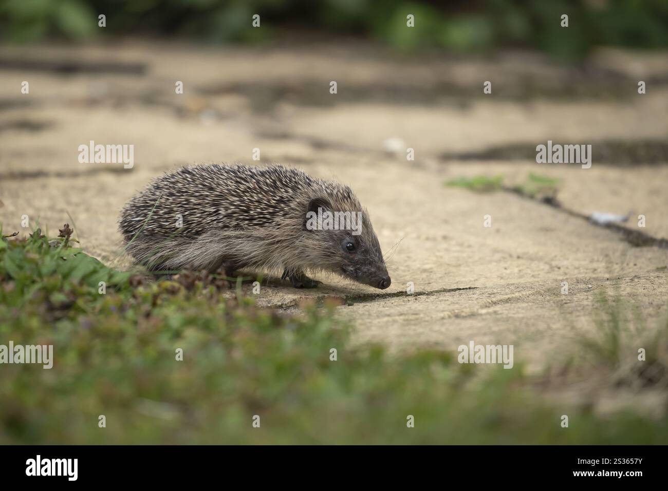 European hedgehog (Erinaceus europaeus) juvenile baby animal on a ...