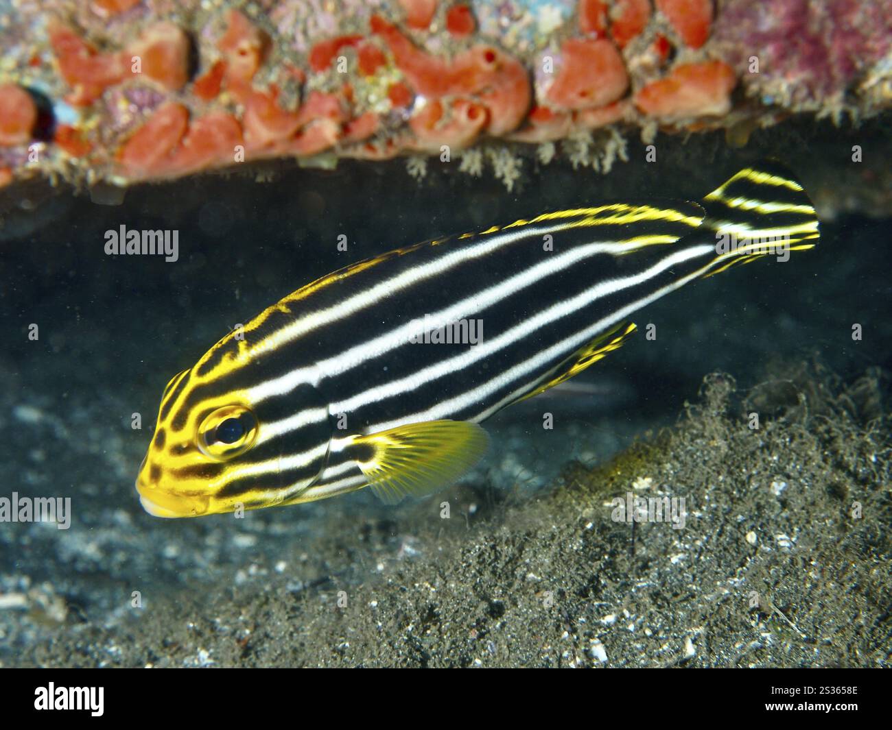 A striped fish with black and yellow colours, striped sweetlips ...