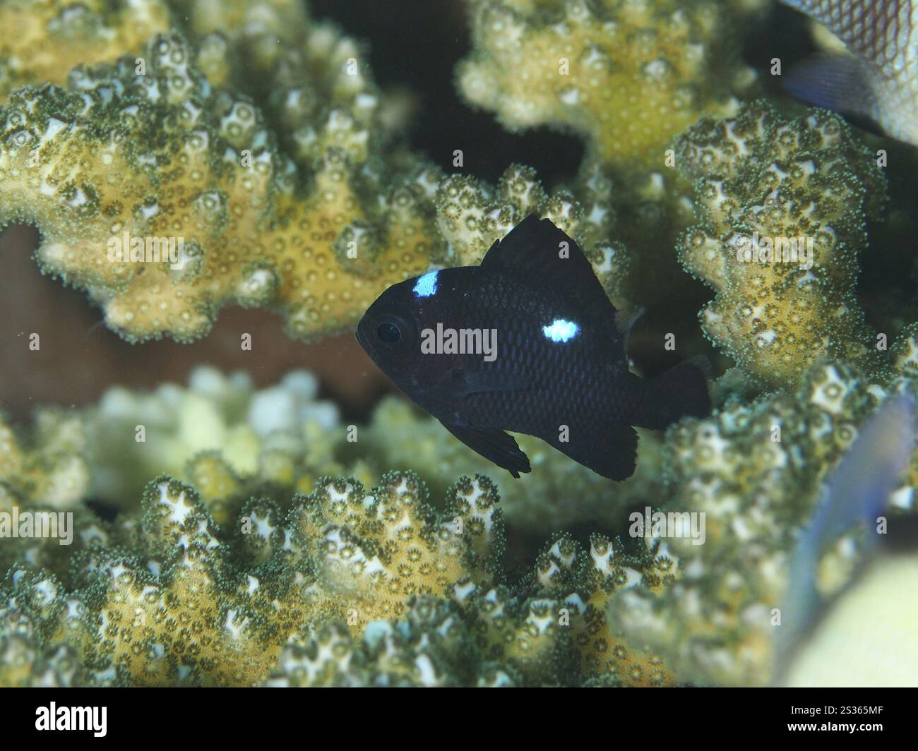 Fishes among corals under hi-res stock photography and images - Alamy