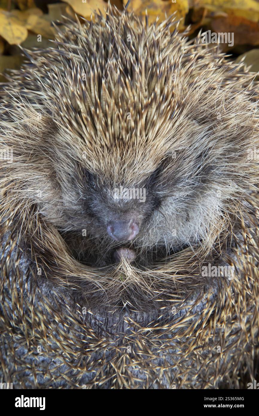 Hedgehog in a ball hi-res stock photography and images - Alamy