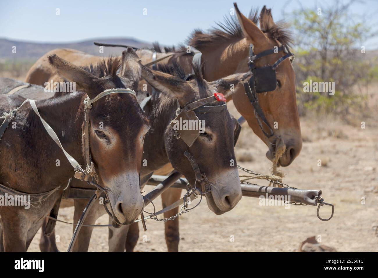 Donkeys as draught animals in front of a farmer's cart, Namibia, Africa ...