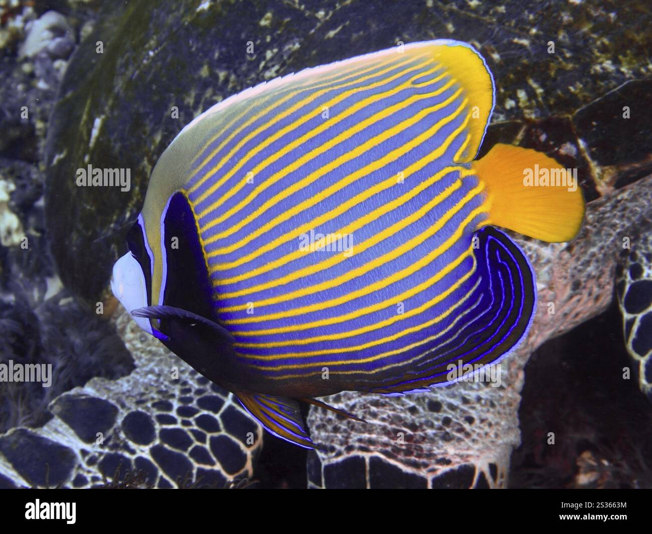 Colourful emperor angelfish (Pomacanthus imperator) with yellow-blue ...