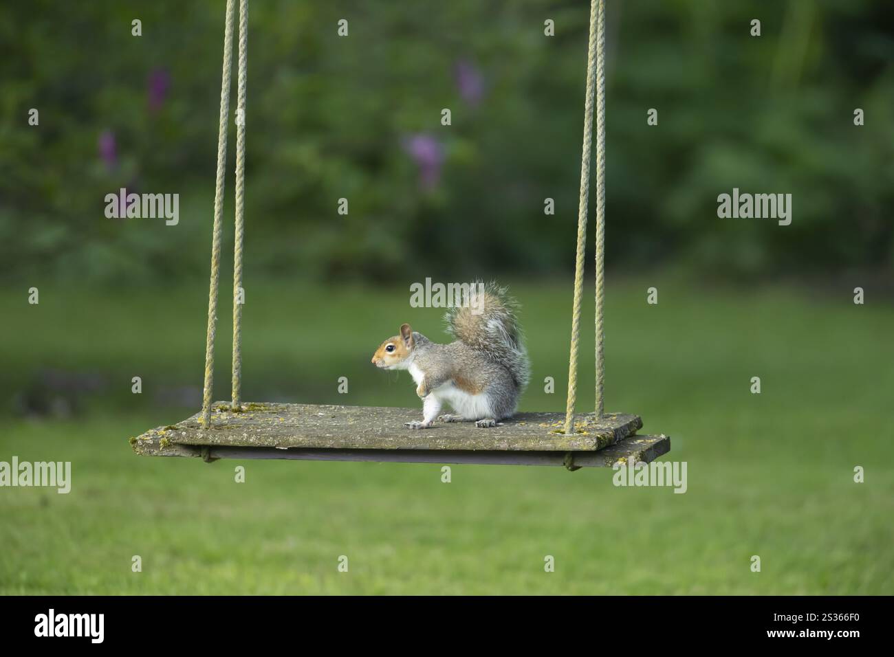Grey squirrel (Sciurus carolinensis) adult animal on a garden swing ...