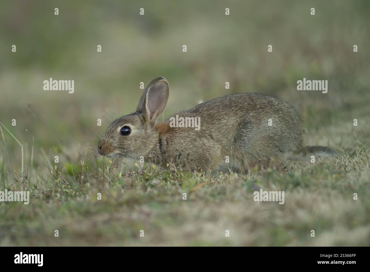 Rabbit (Oryctolagus cuniculus) wild juvenile baby animal in grassland ...
