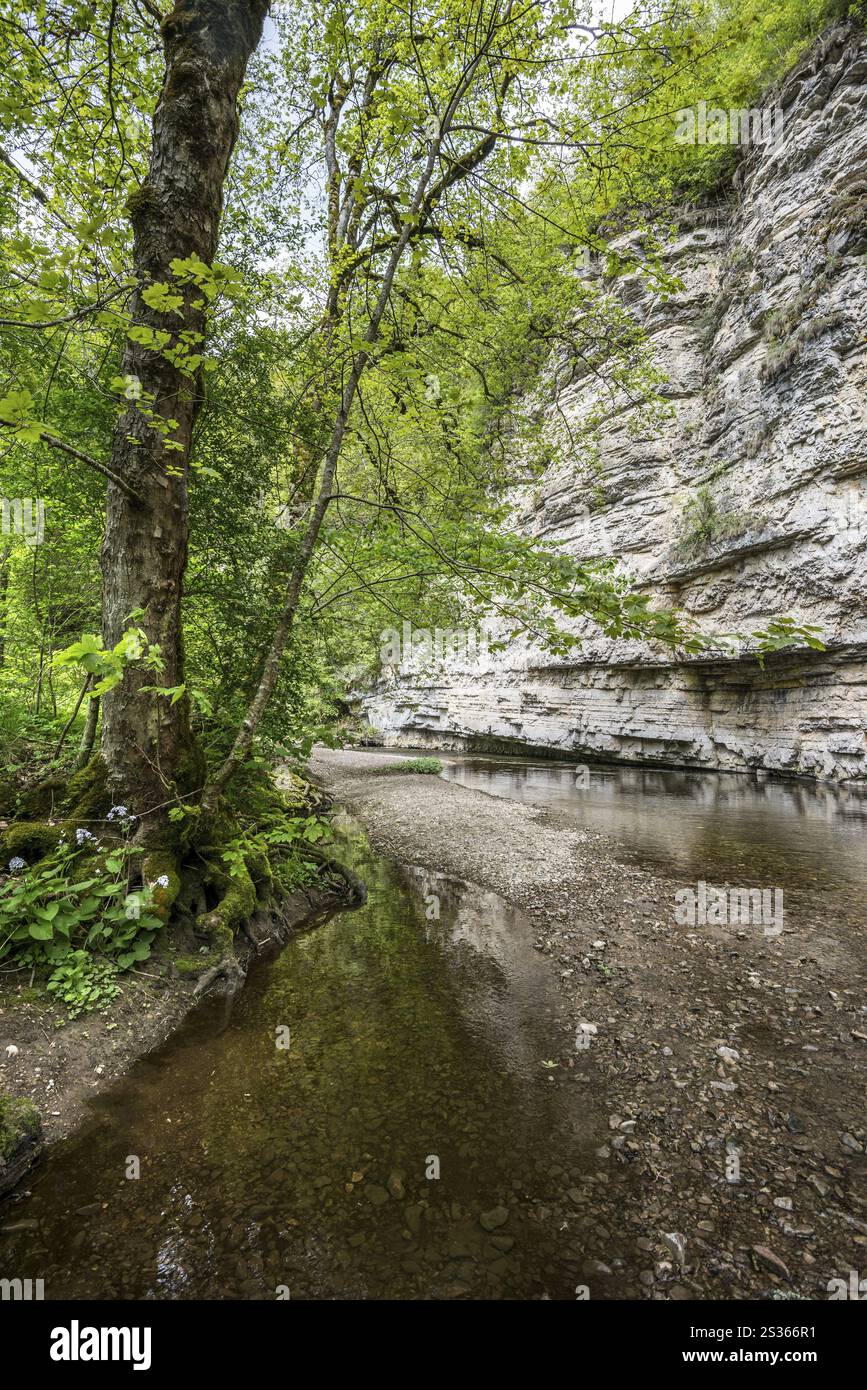 Steep cliffs and river, Wutach Gorge, Bonndorf, Baden-Wuerttemberg ...