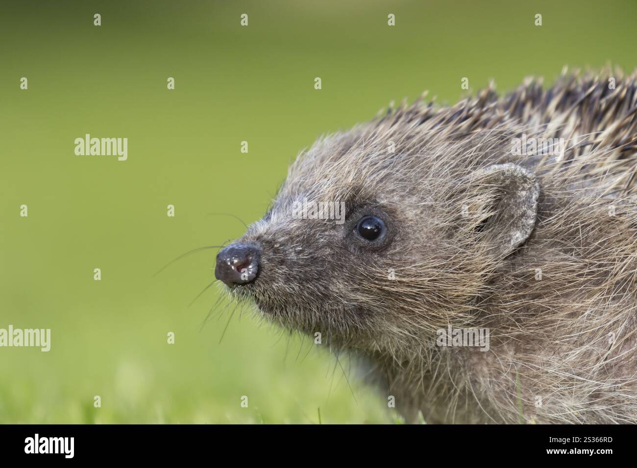 European hedgehog (Erinaceus europaeus) adult animal head portrait ...