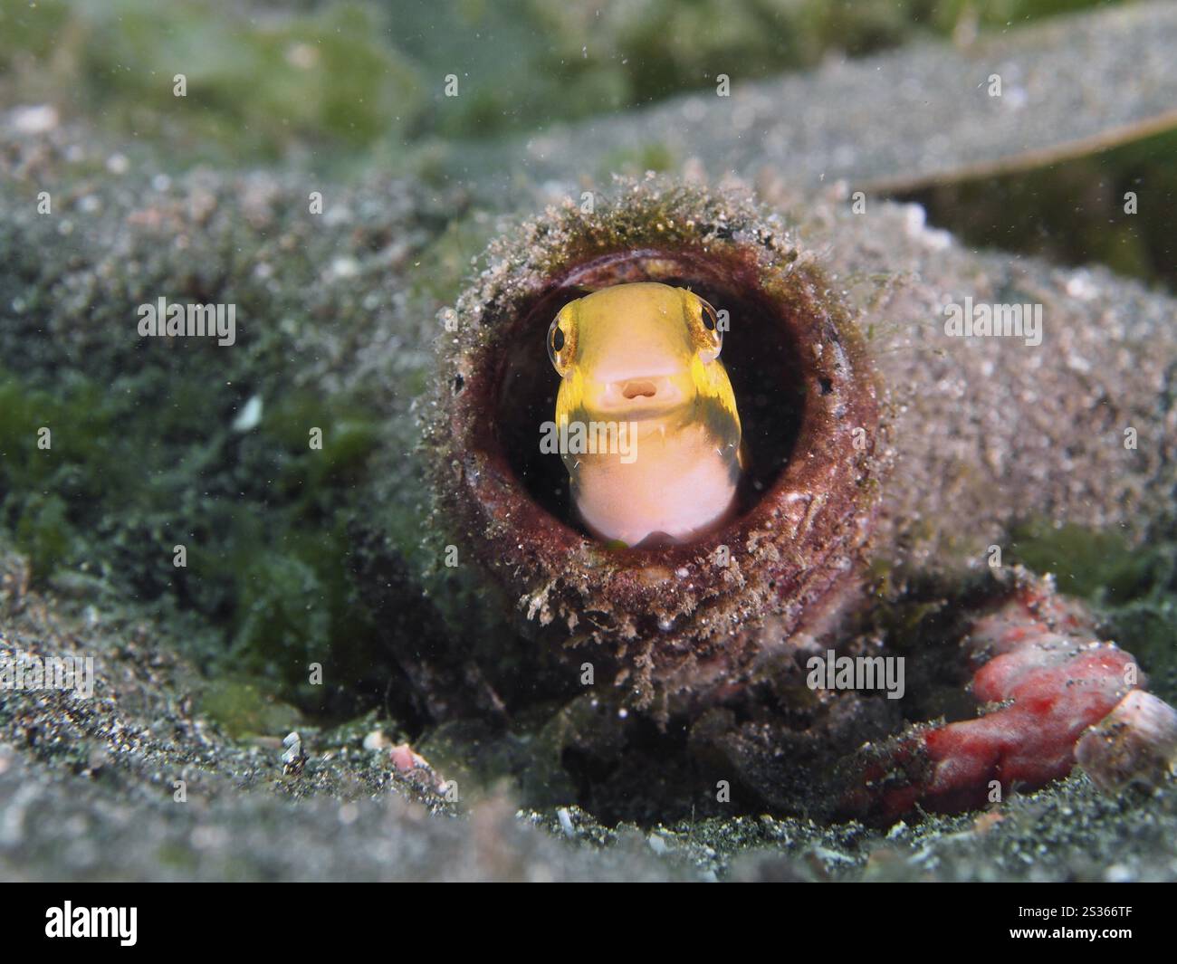 Black banded blenny hi-res stock photography and images - Alamy