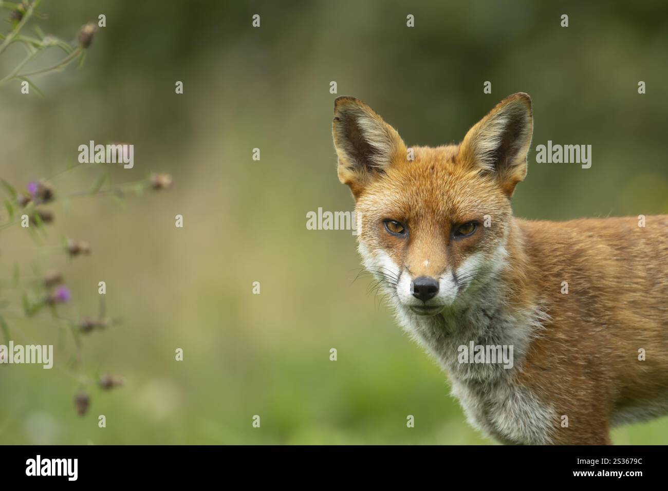 Red fox (Vulpes vulpes) adult animal head portrait, England, United ...