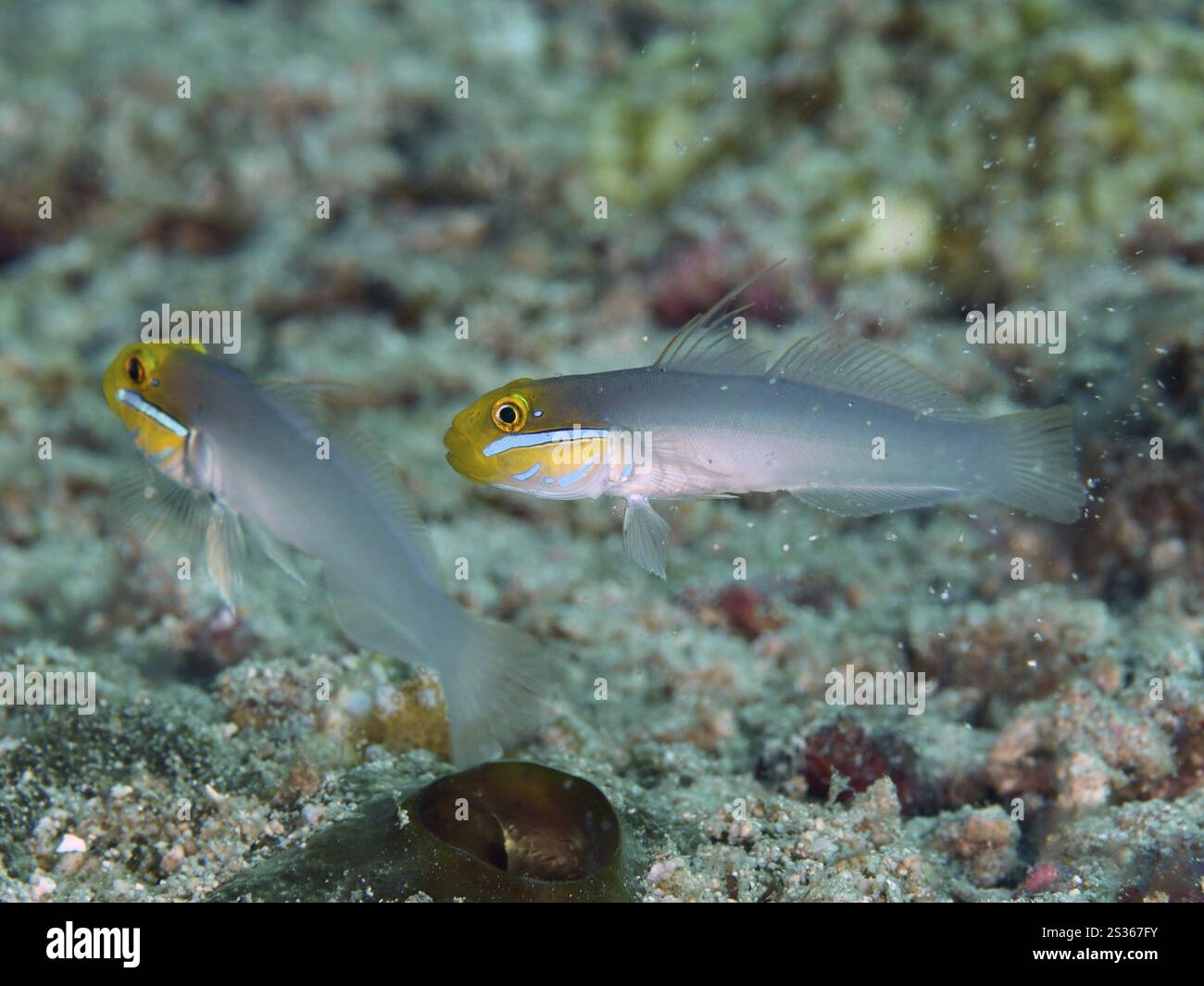 Two yellow-grey fish, golden-fronted sleeper goby (Valenciennea ...