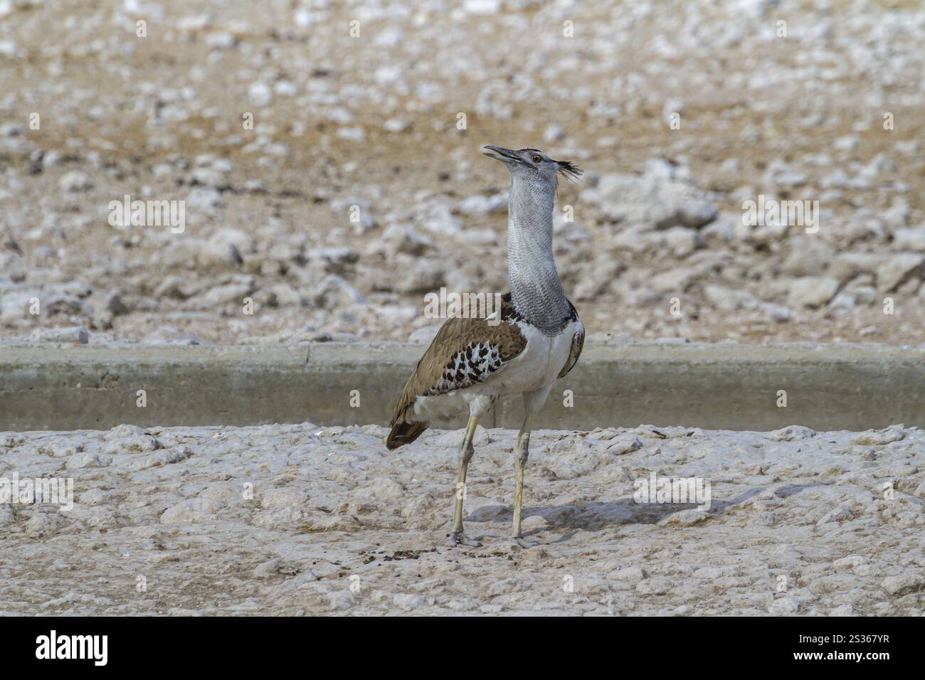 Giant bustard, Ardeotis koris, Africa's heaviest flying bird, Etosha ...