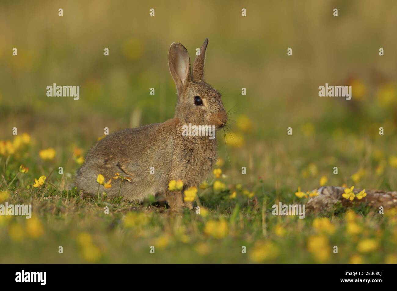 Rabbit (Oryctolagus cuniculus) wild adult animal in grassland with ...