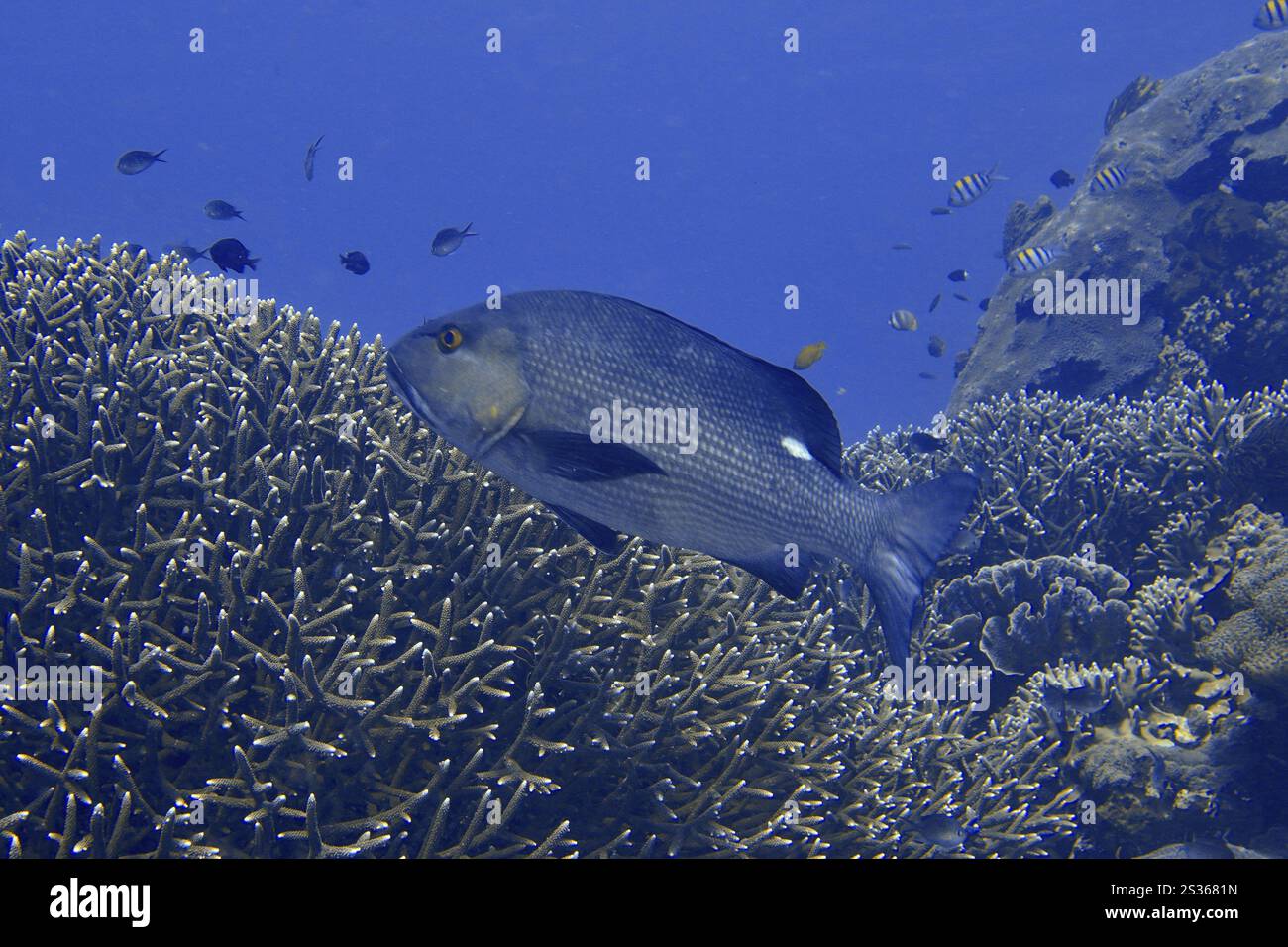 A large double spotted snapper (Lutjanus bohar) swimming above a living ...