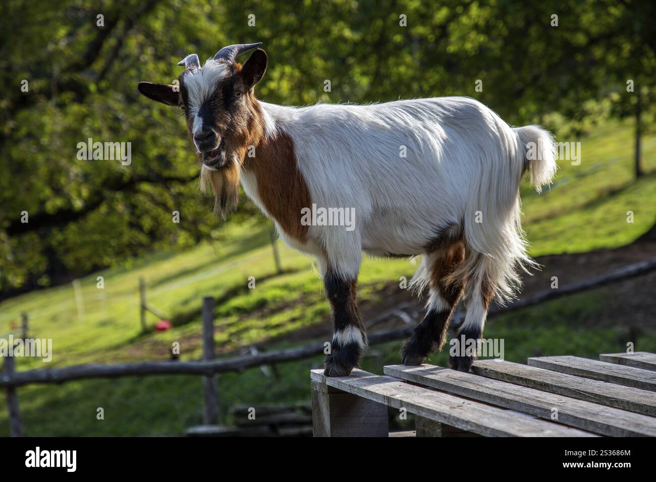 Goat (Capra), mountain village Rasa, Centovalli, Canton Ticino ...