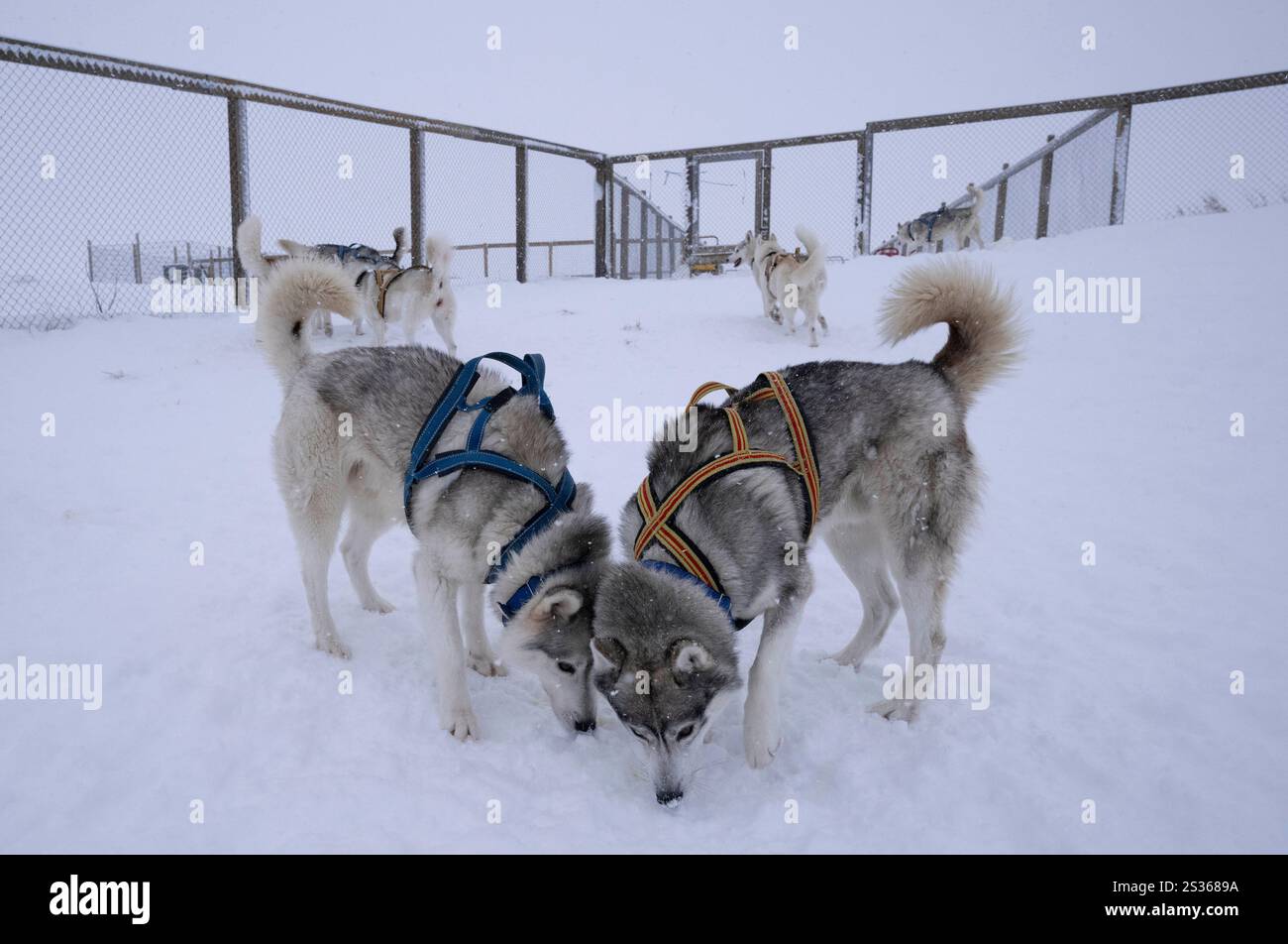 Huskies are seen interacting in a fenced yard next to a sled dog ...