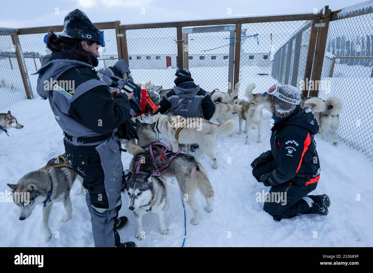 People are seen interacting with a group of huskies gathered near a ...