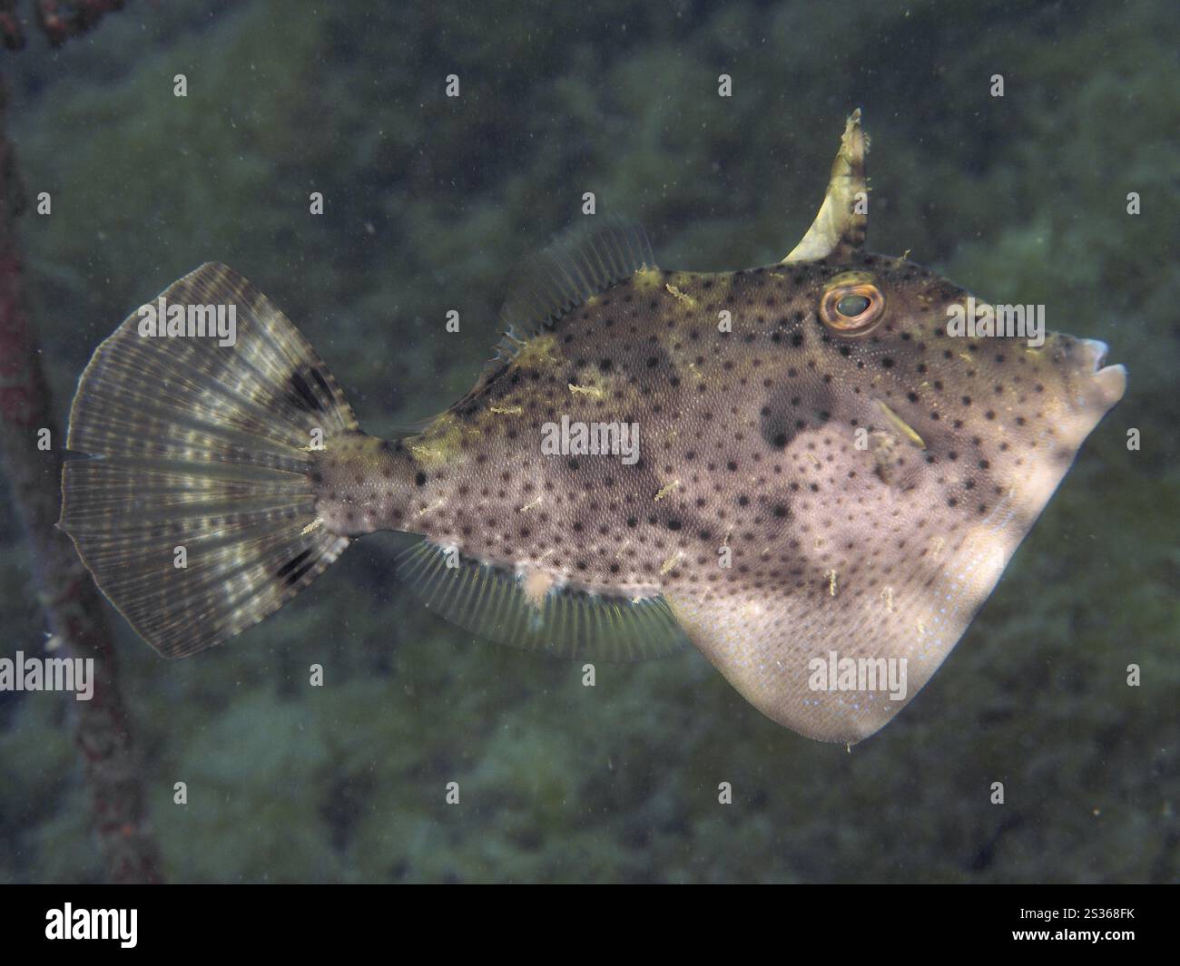 An algae filefish (Pseudomonacanthus macrurus) with distinctive horn ...
