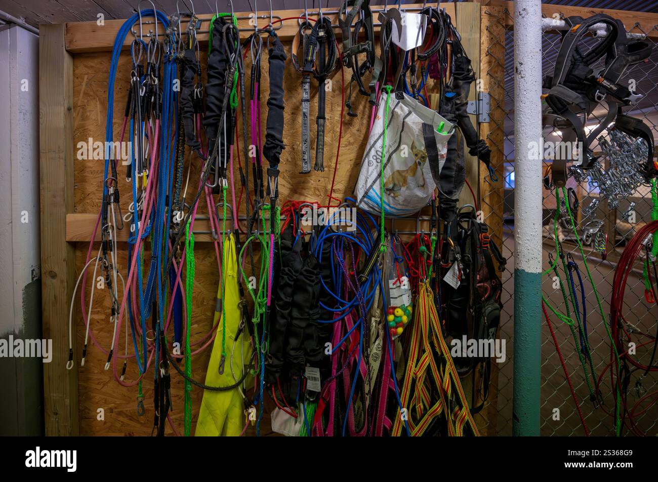 Several leashes and accessories are seen hanging on a wall at a sled ...